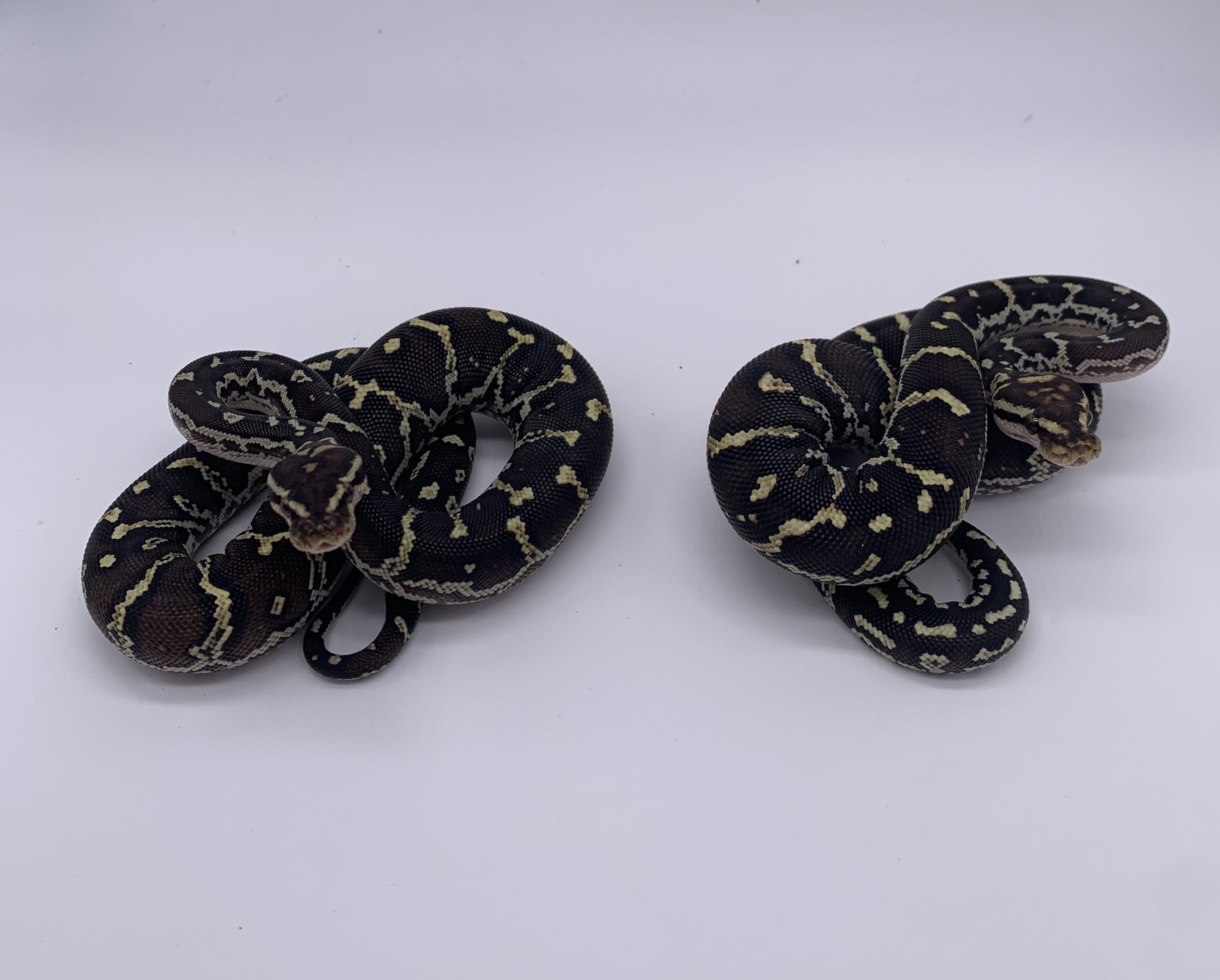 Fieldstone Herpetoculture - MorphMarket