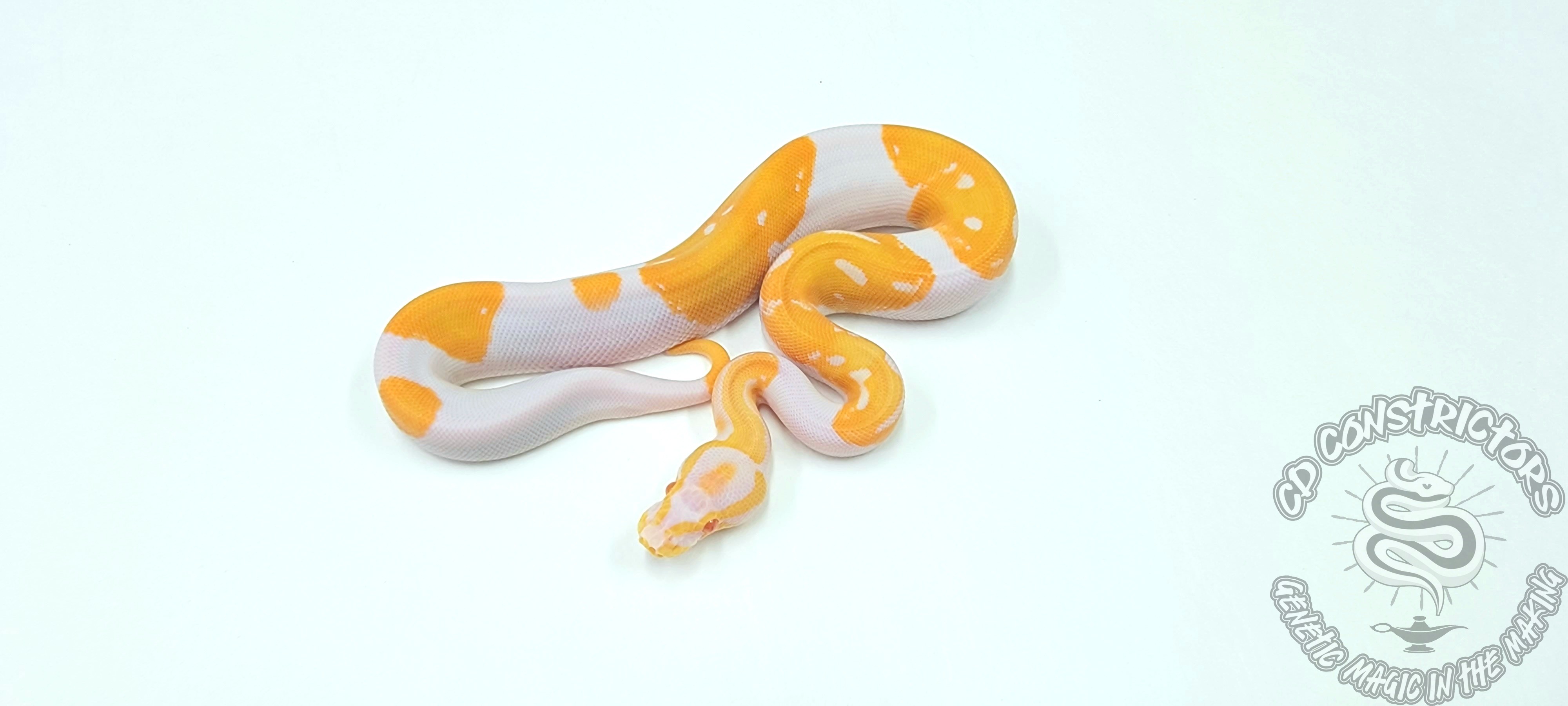 CD Constrictors - MorphMarket