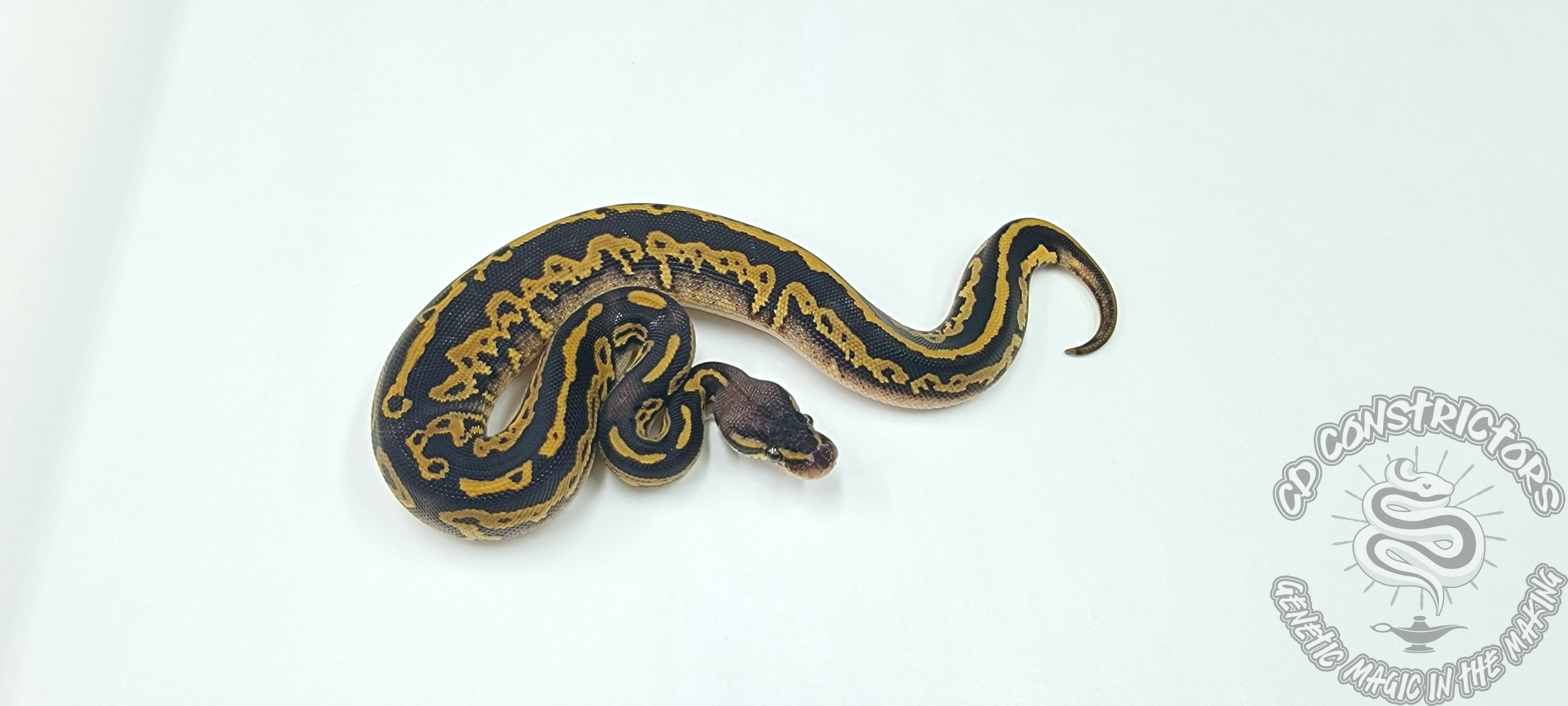 CD Constrictors - MorphMarket