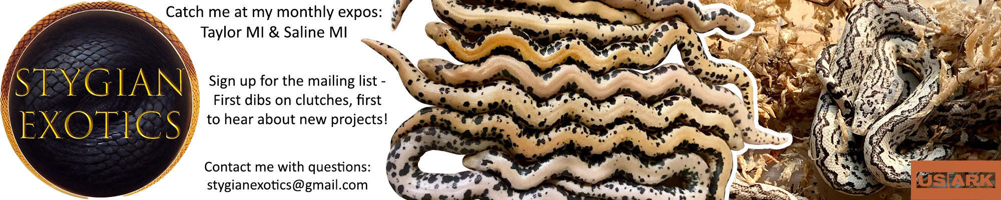 Stygian Exotics - MorphMarket