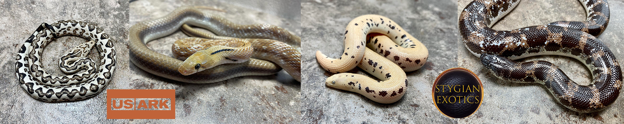 Stygian Exotics - MorphMarket