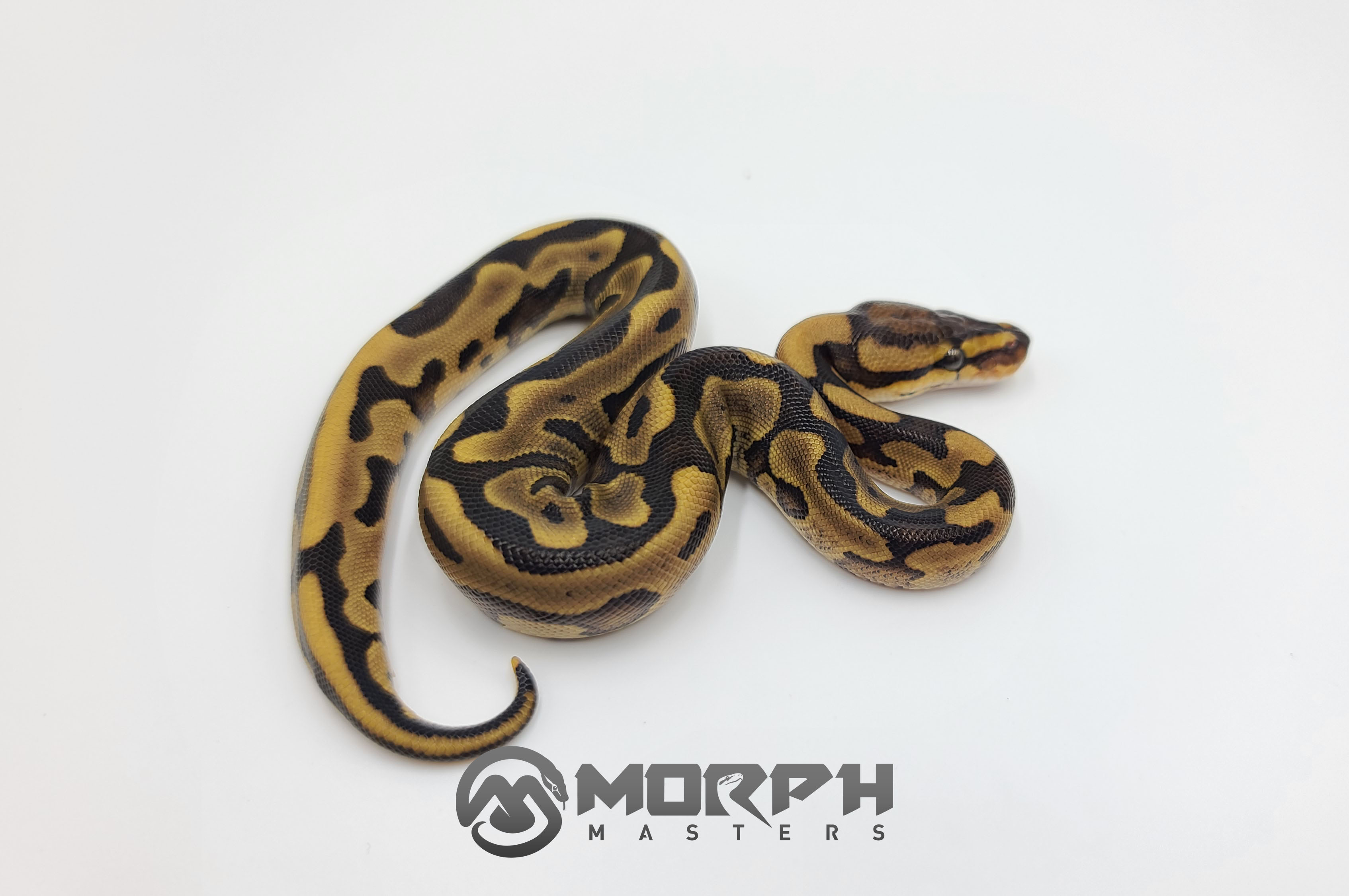 MorphMasters - MorphMarket