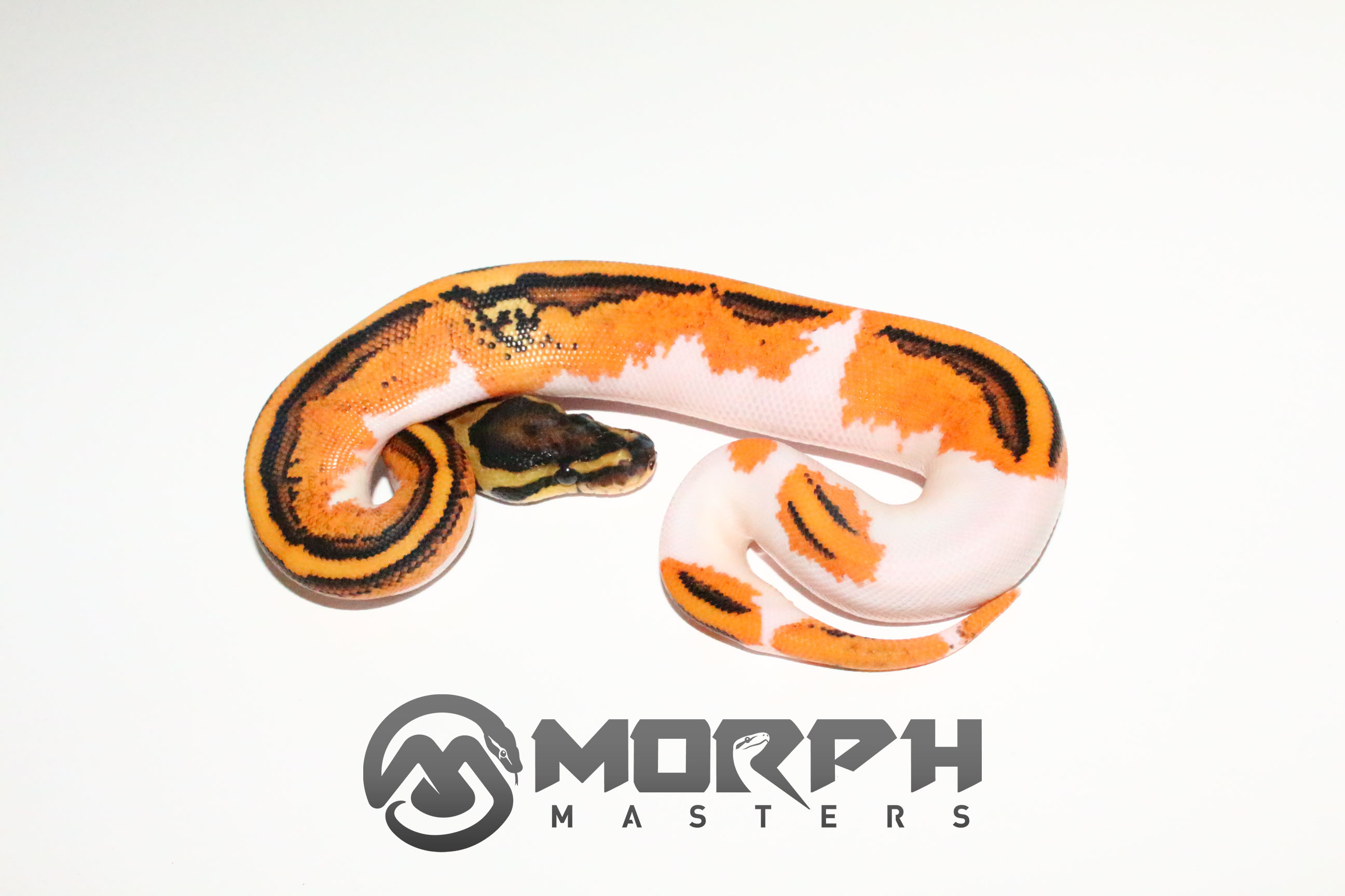 MorphMasters - MorphMarket