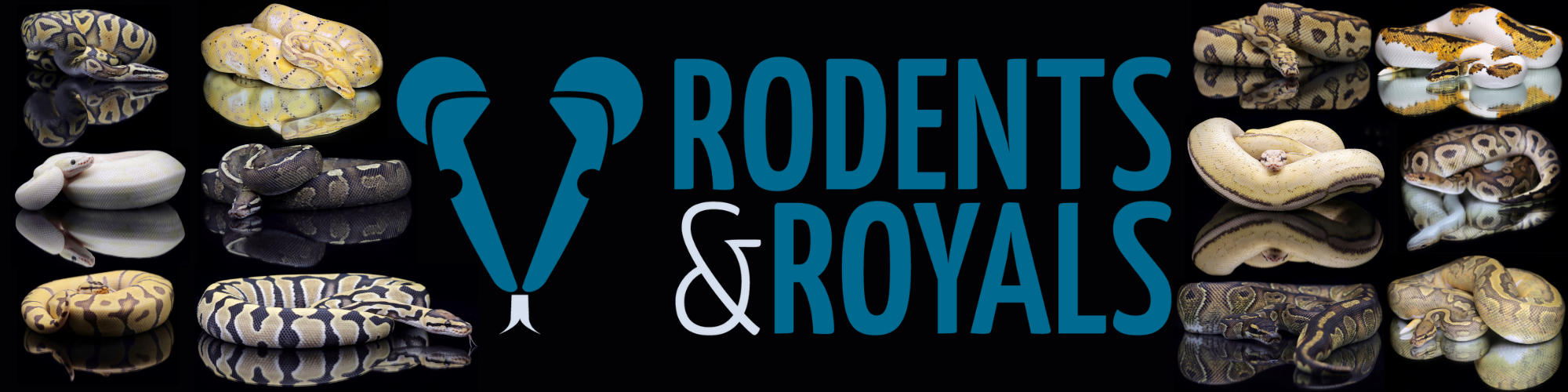 Rodents & Royals - MorphMarket