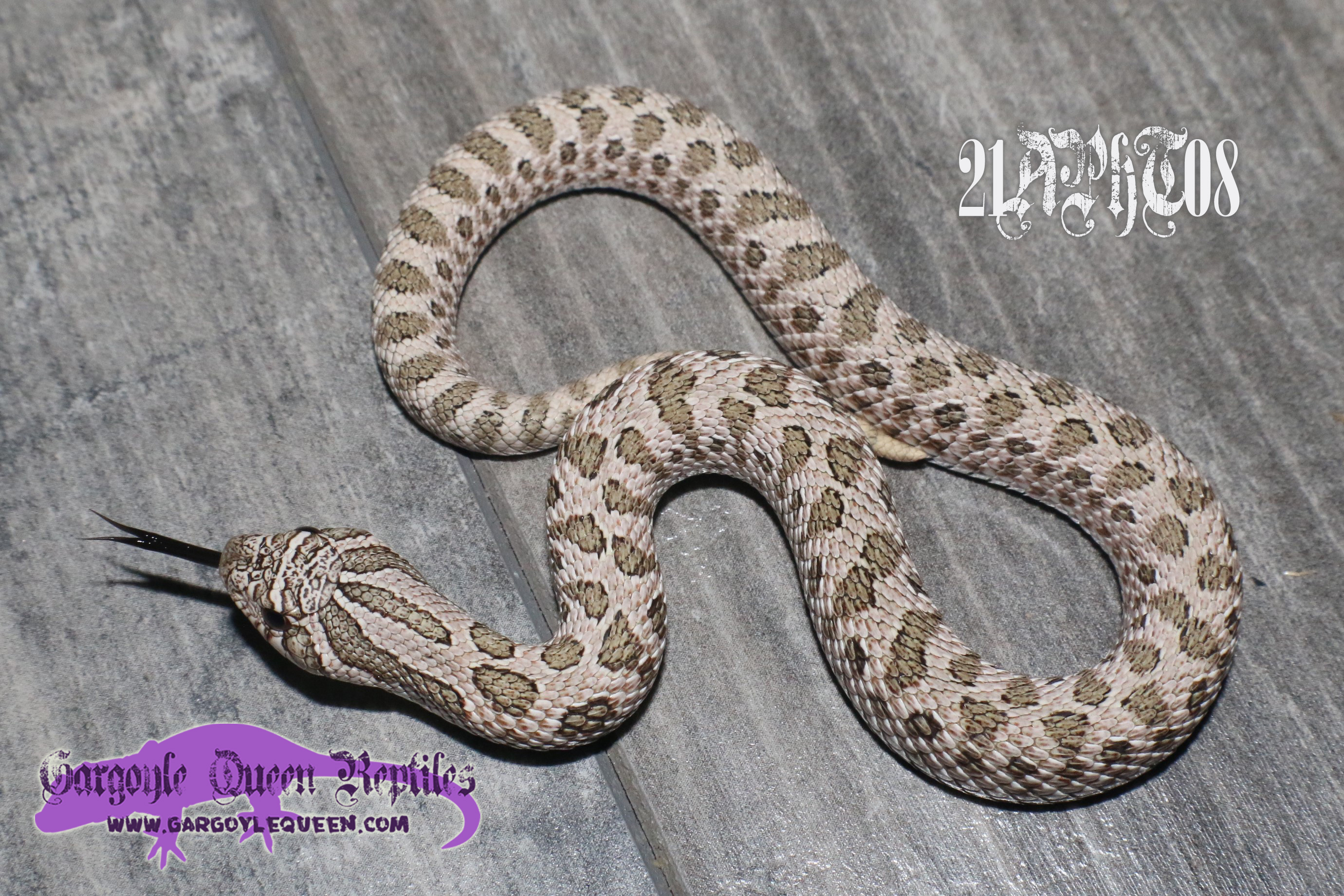 Gargoyle Queen Reptiles - MorphMarket