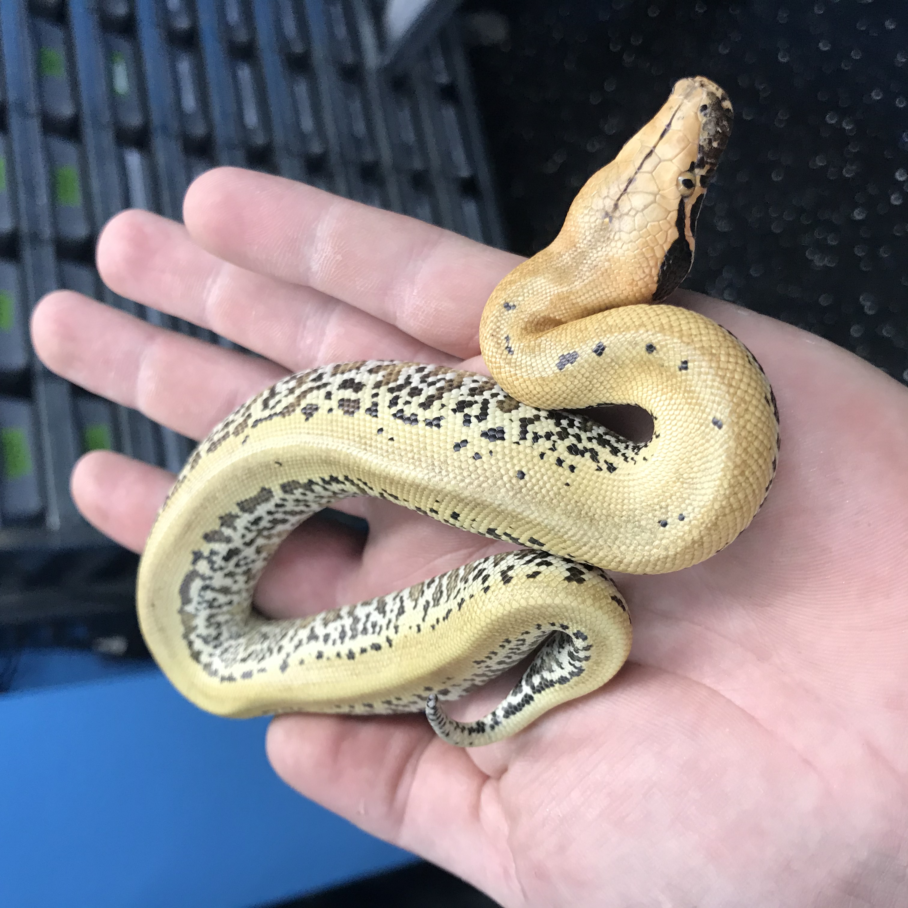 Gx3 Reptiles - MorphMarket