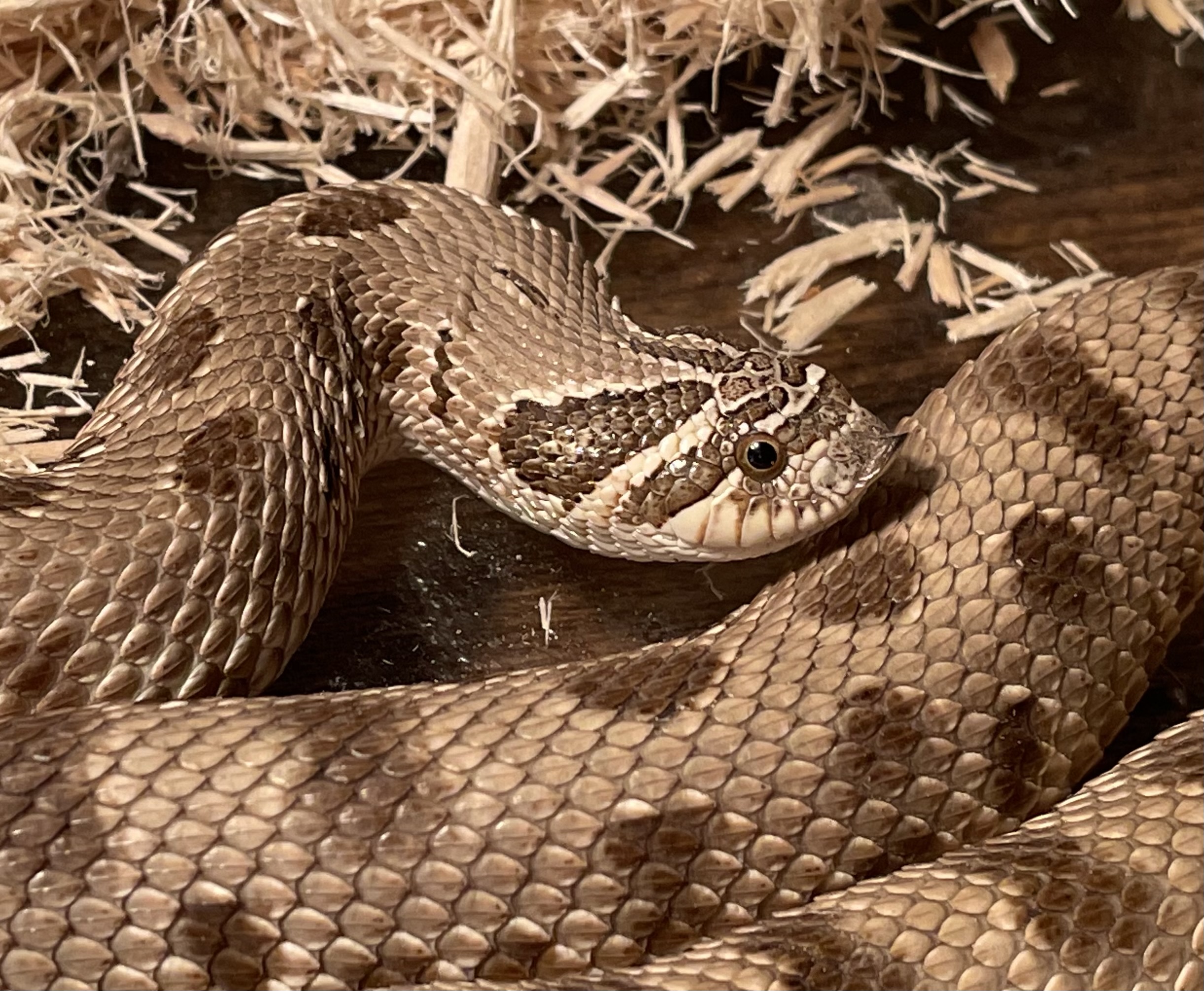 Hoggin Out - MorphMarket