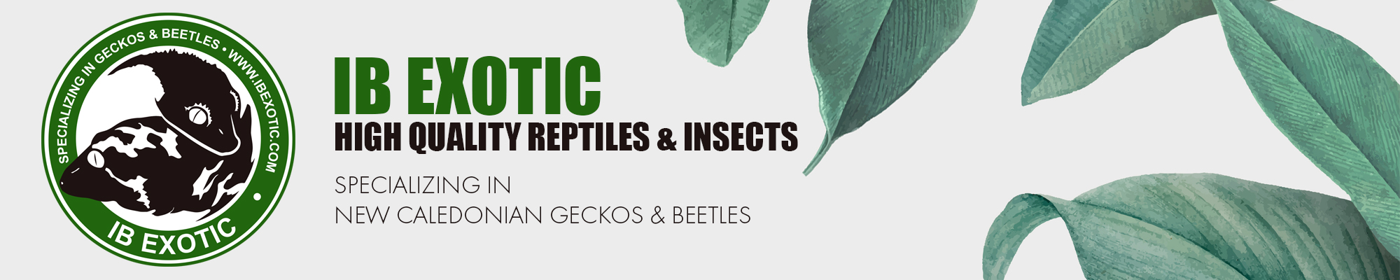 IB Exotic - MorphMarket