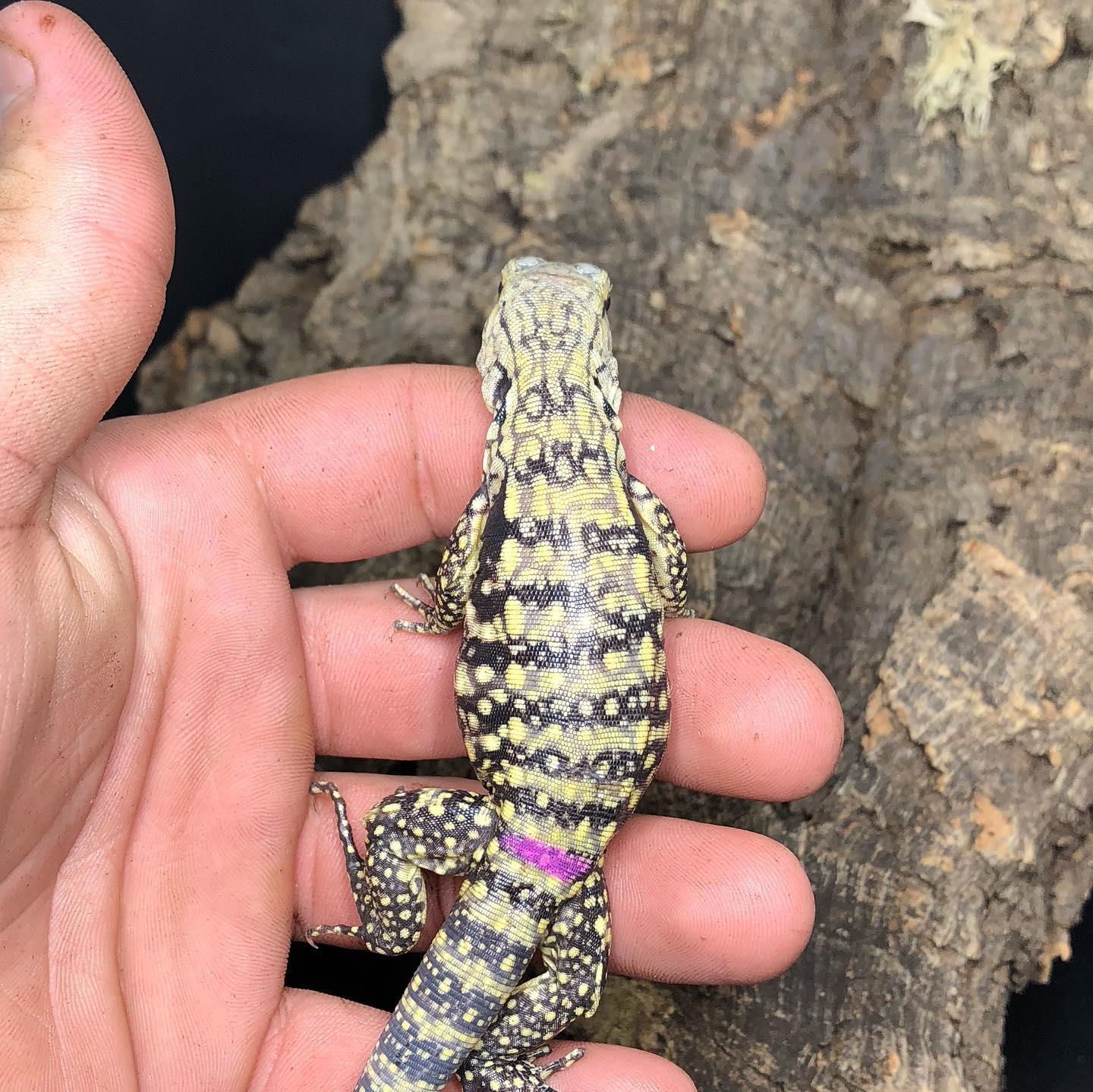 Jesse's Jungle - MorphMarket