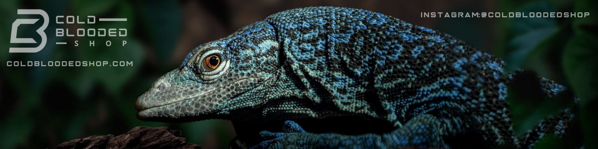 Cold Blooded Shop - MorphMarket