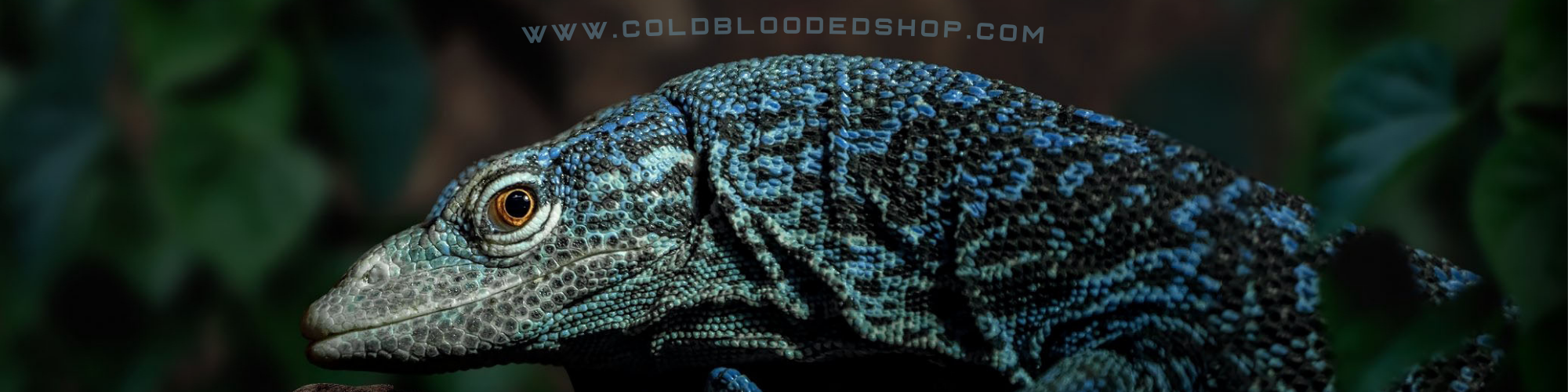 Cold Blooded Shop - MorphMarket