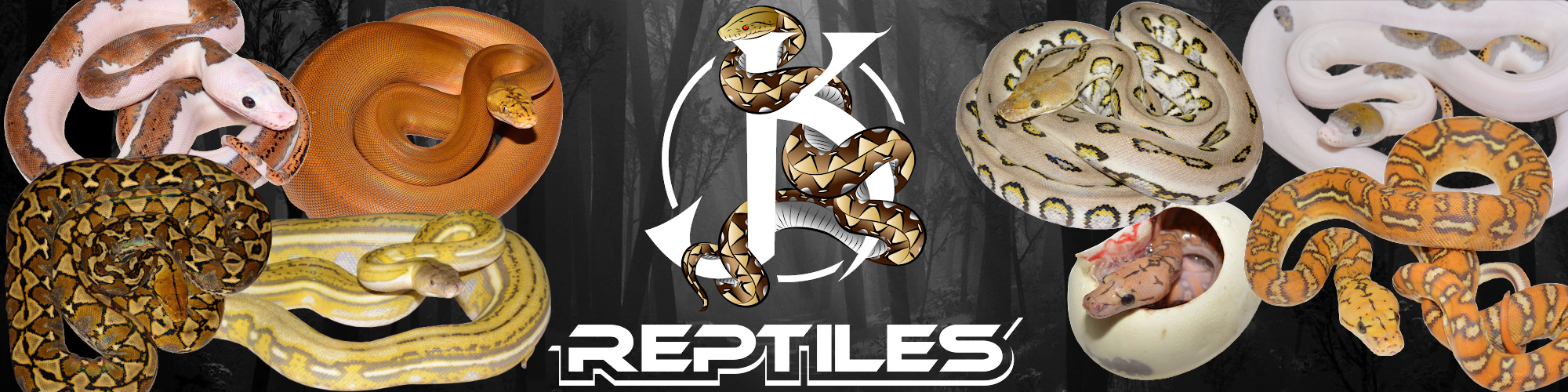 JK Reptiles - MorphMarket