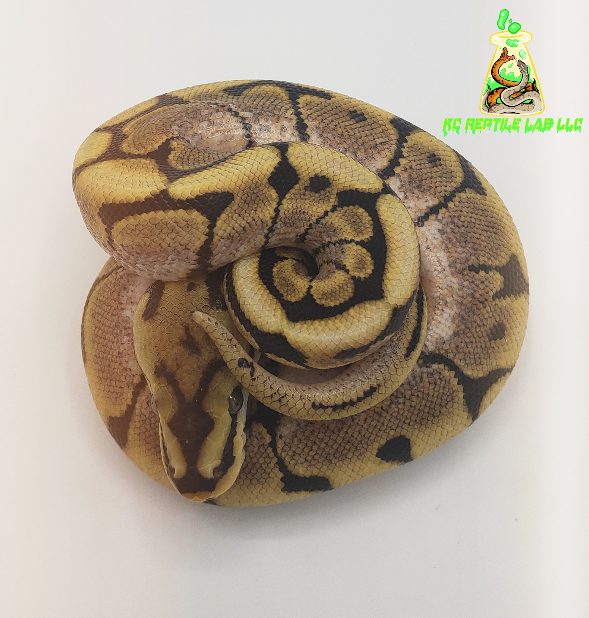 KC Reptile Lab LLC - MorphMarket