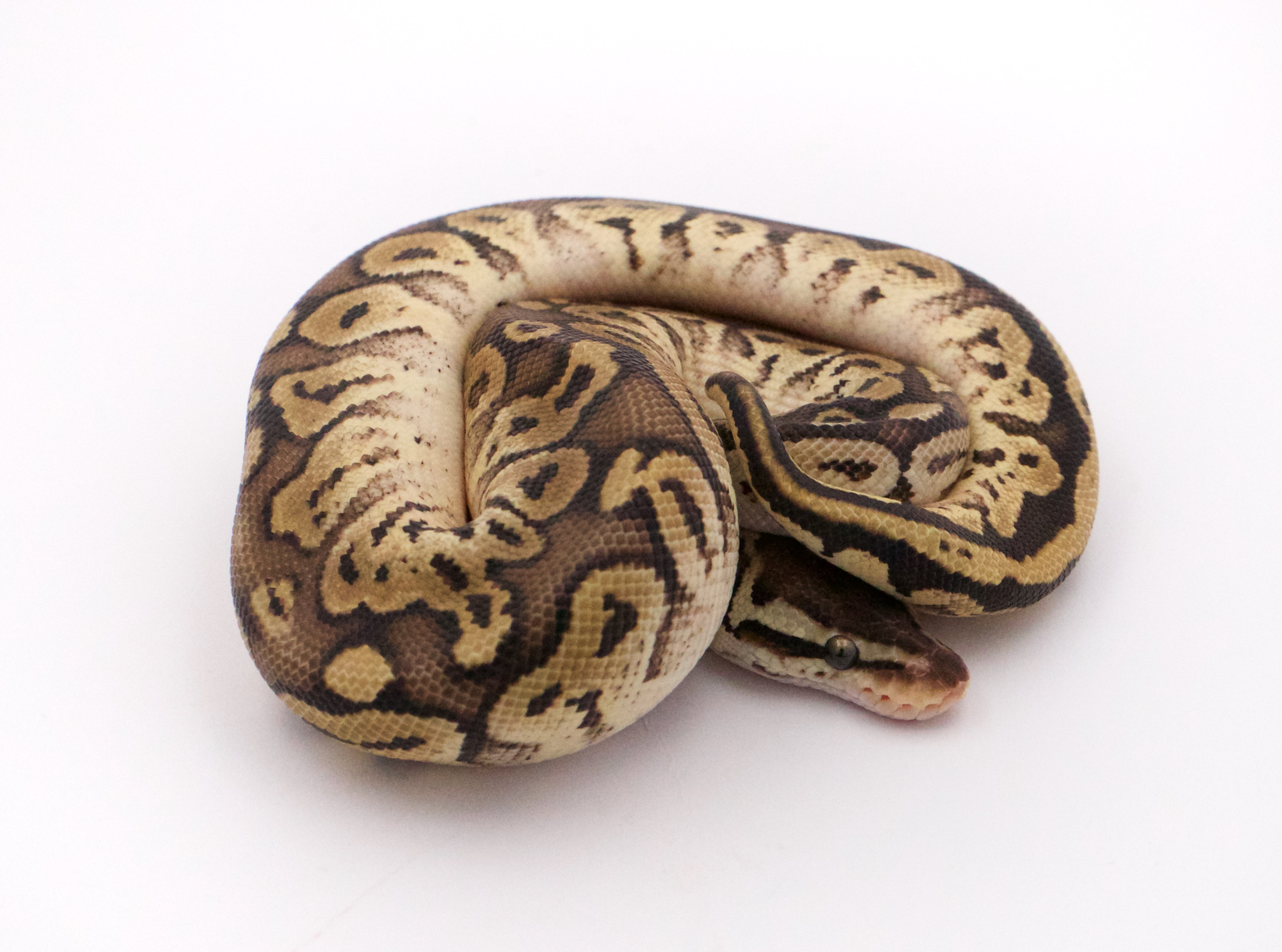 Custom Scales - MorphMarket