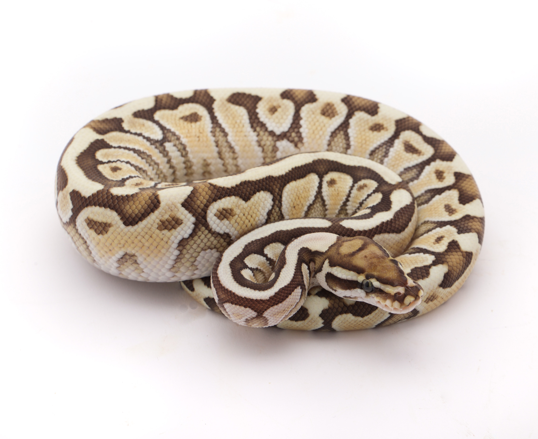 Custom Scales - MorphMarket