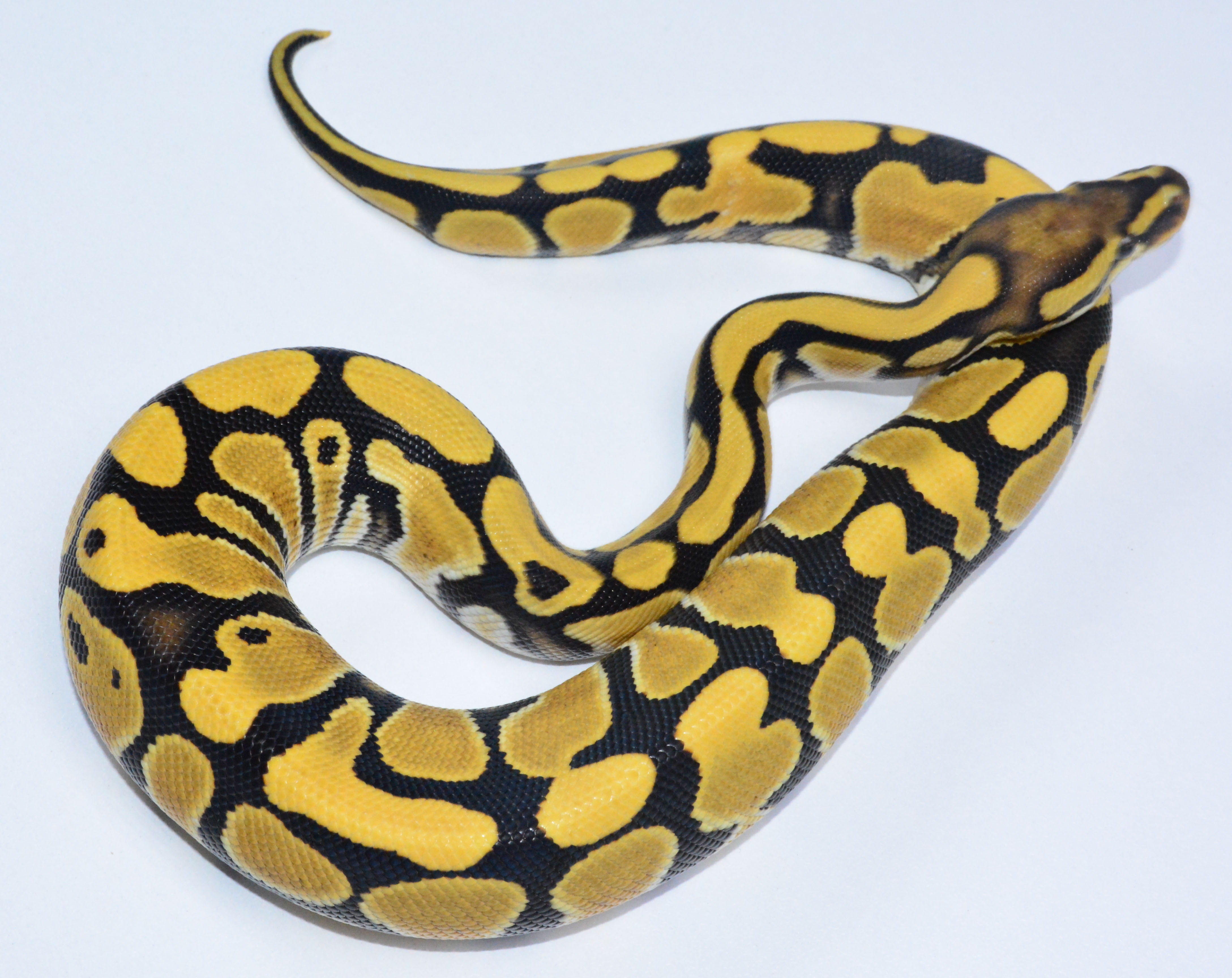 Mutation Creation - MorphMarket