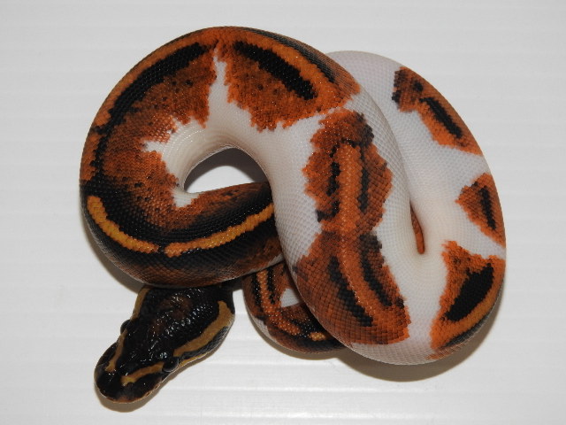 Ozzy Boids LLC - MorphMarket