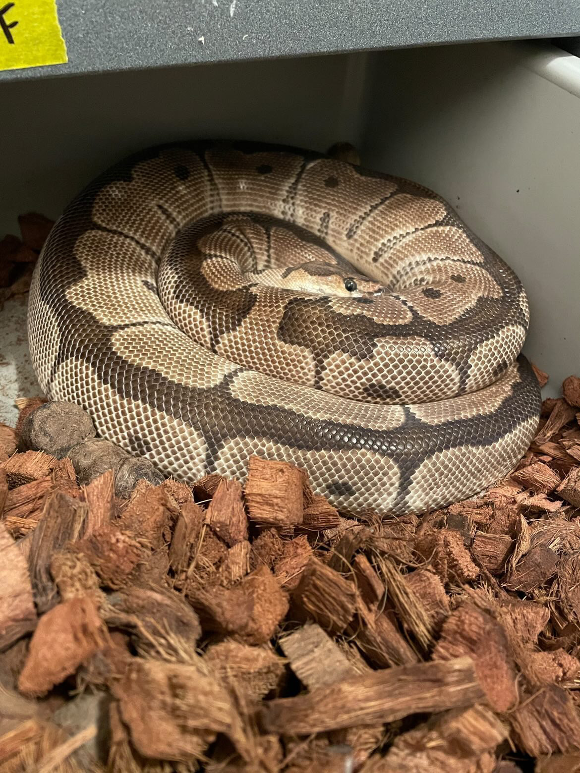 Project Python - MorphMarket