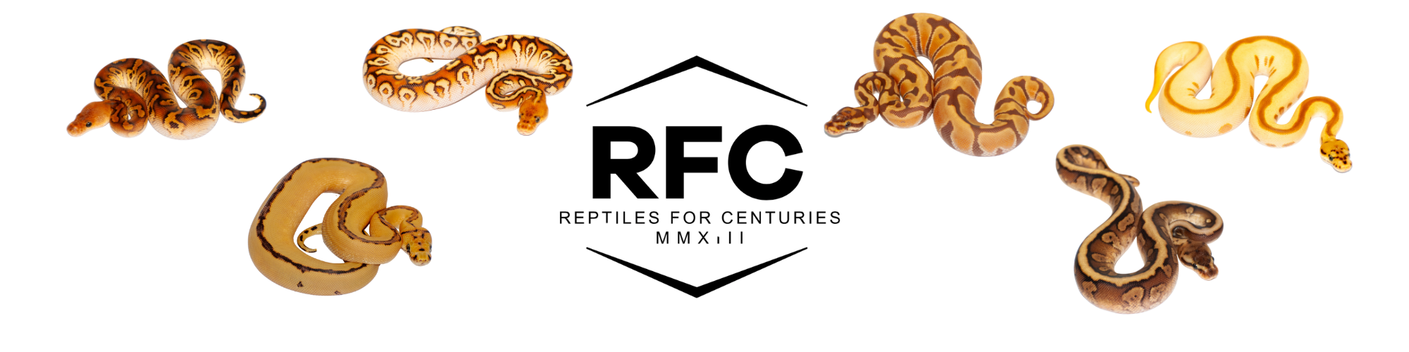 Reptiles for Centuries USA - MorphMarket