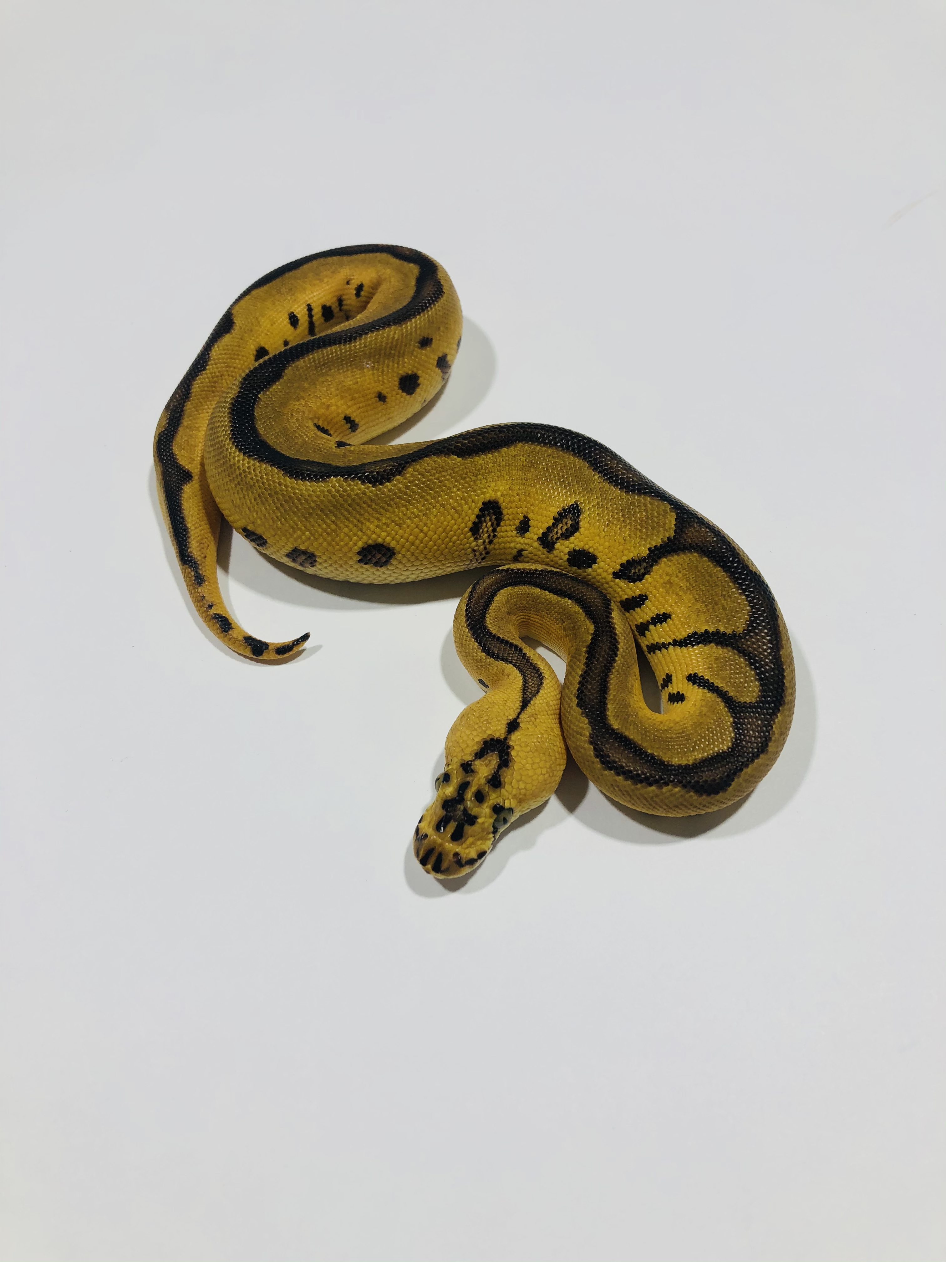 Rice Reptiles - MorphMarket