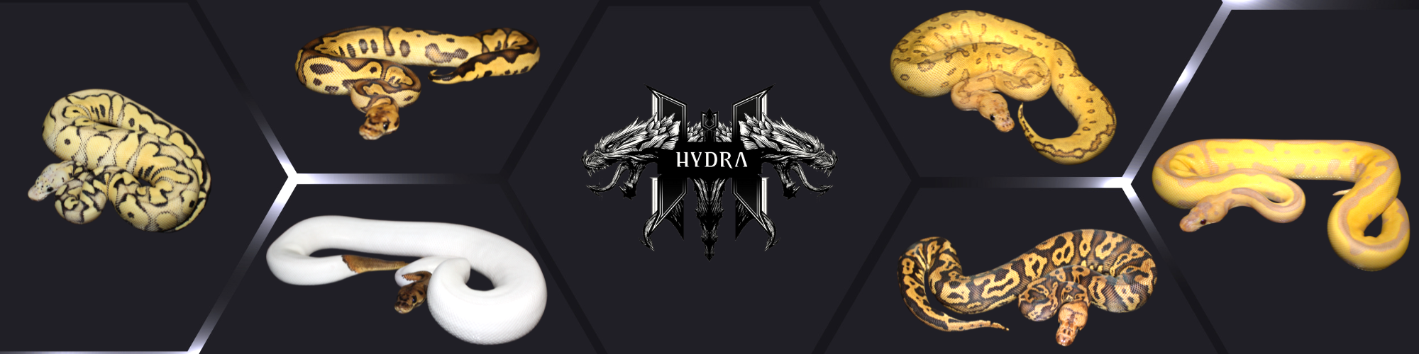 Hydra - MorphMarket