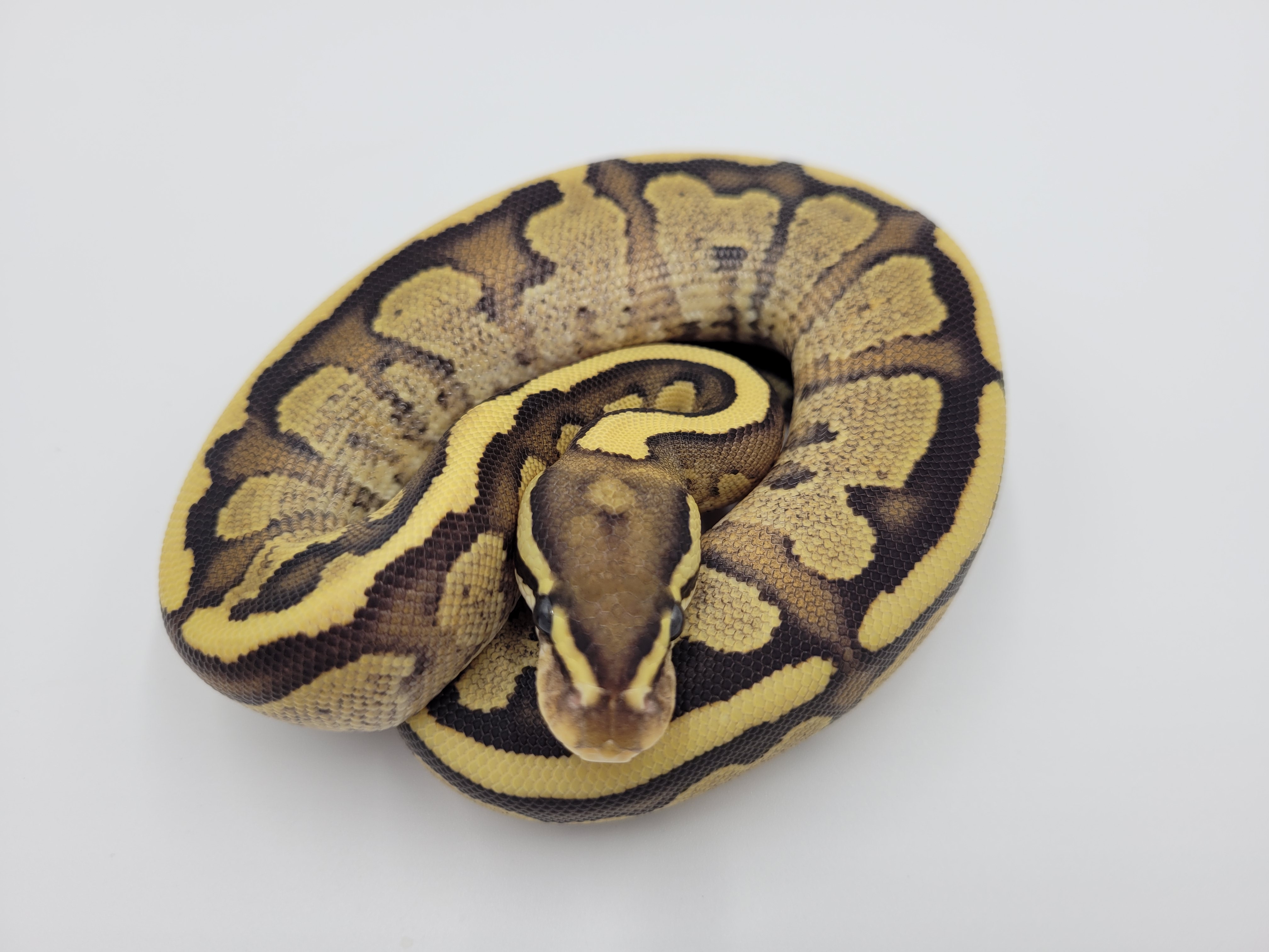 Ball In Hand Pythons LLC - MorphMarket