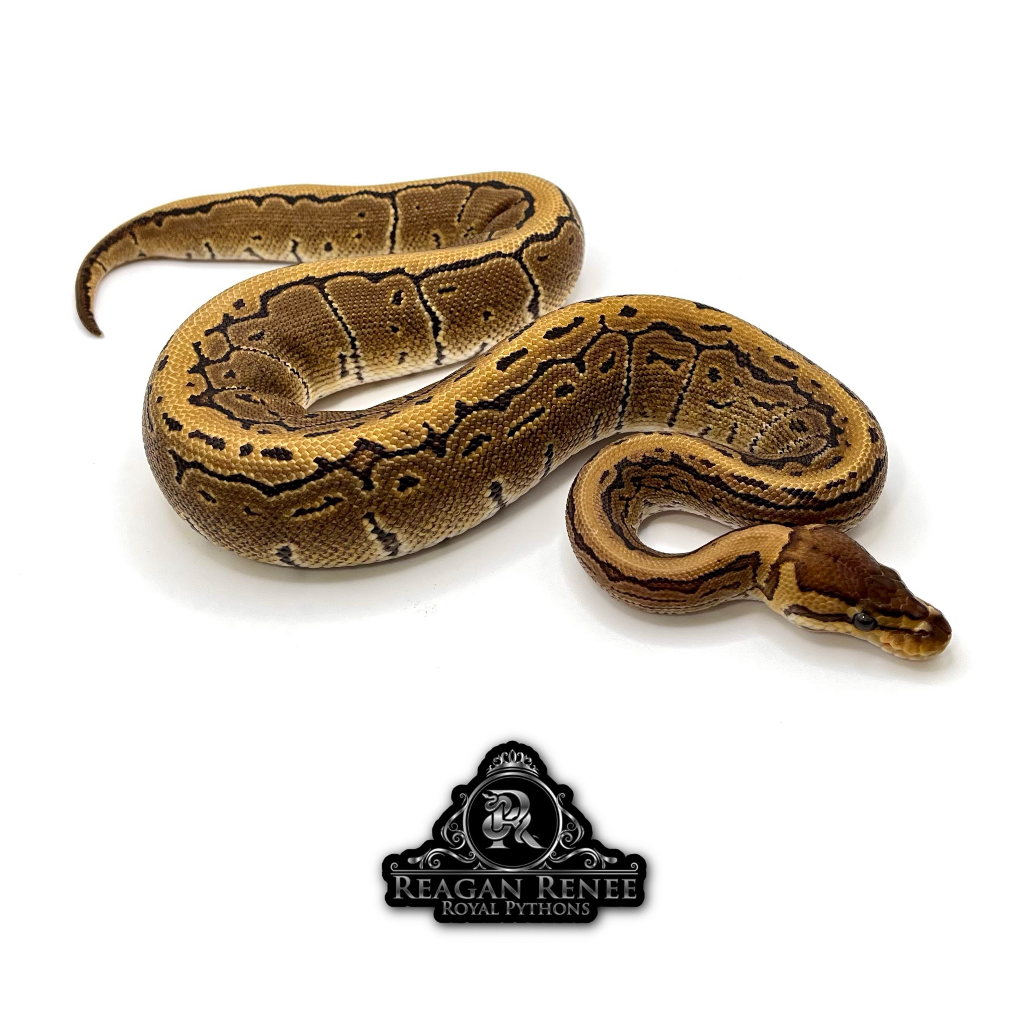 Reagan Renee Royal Pythons - MorphMarket