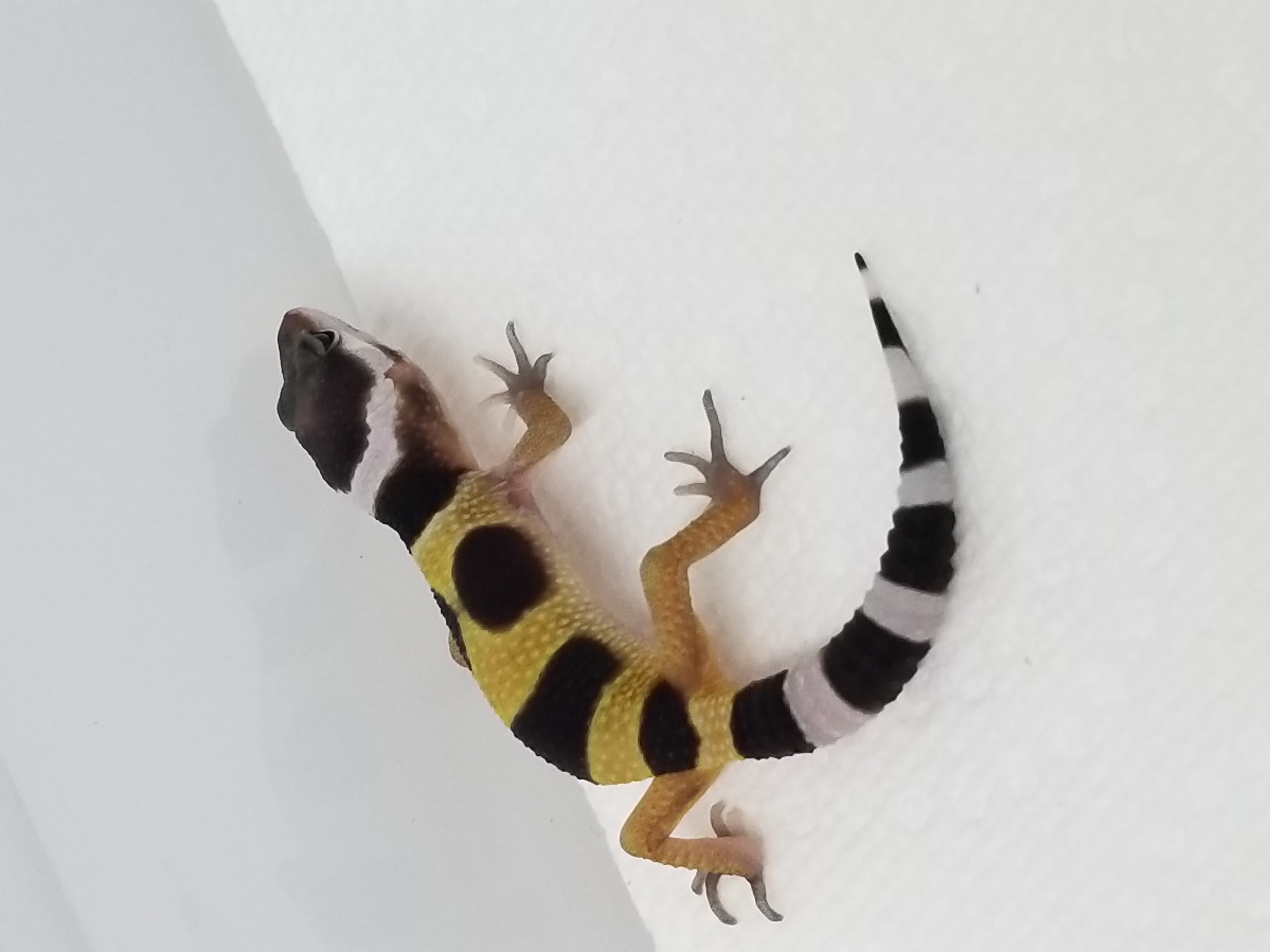 Victorian Geckos - MorphMarket