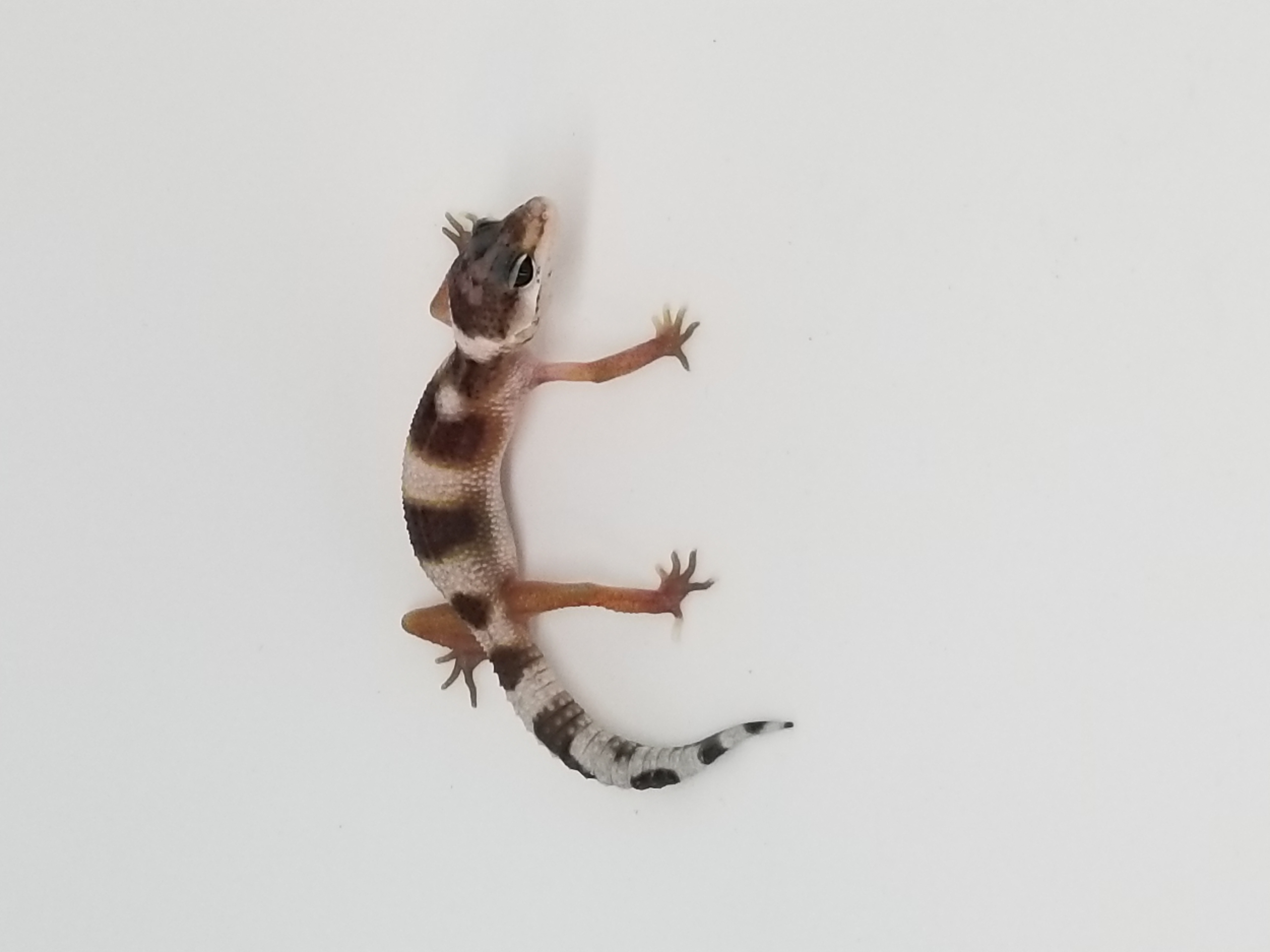 Victorian Geckos - MorphMarket