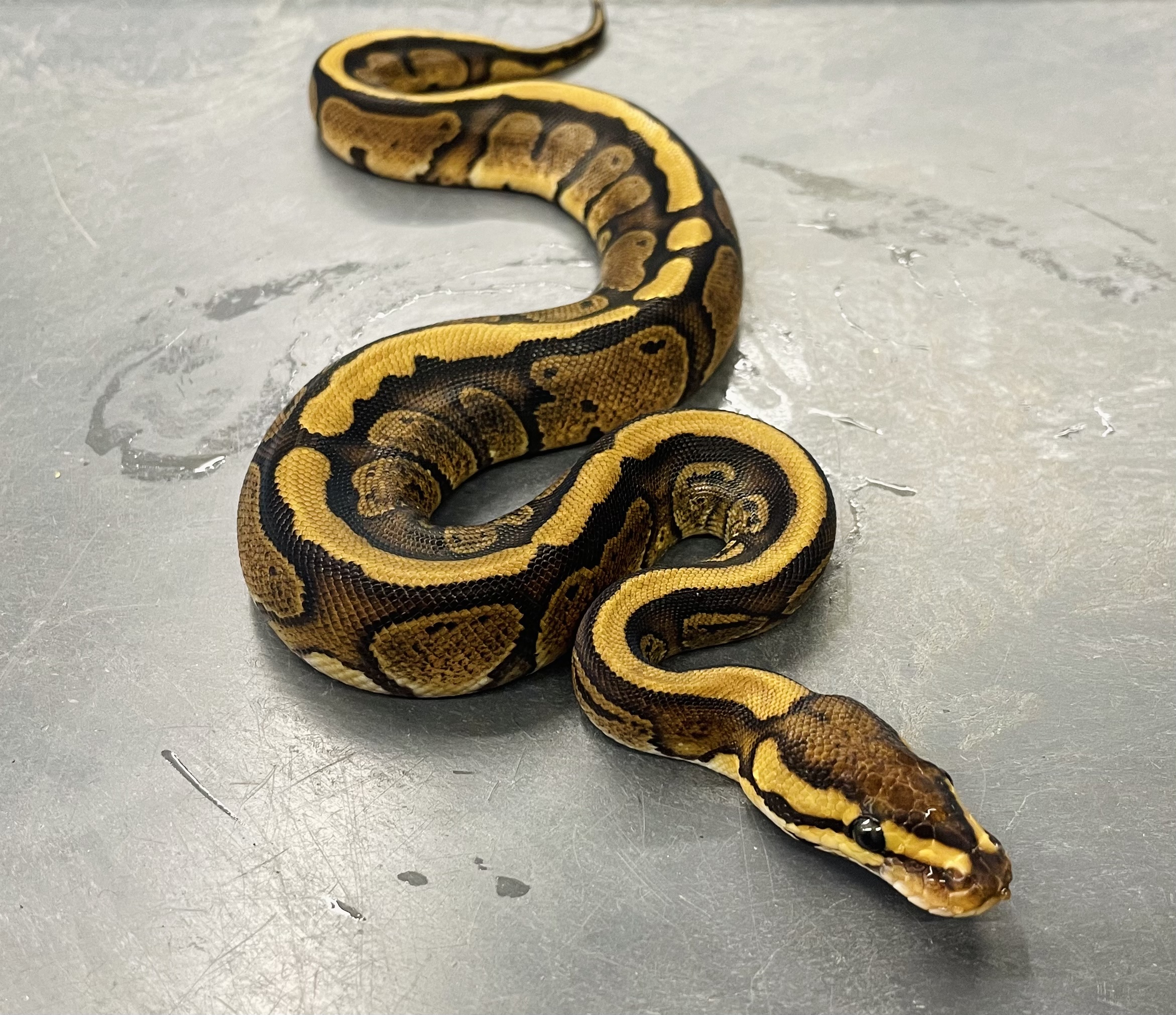 Snakenstein Reptiles, LLC - MorphMarket