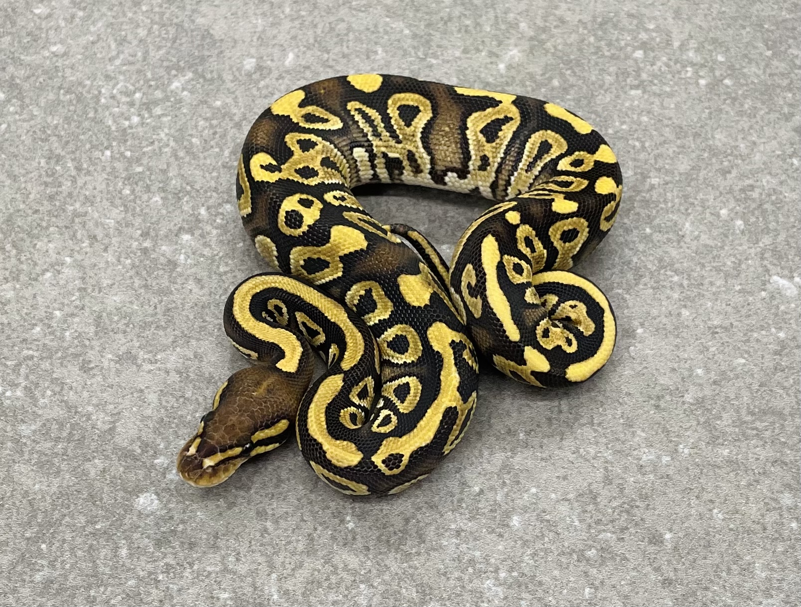 Snakenstein Reptiles, LLC - MorphMarket