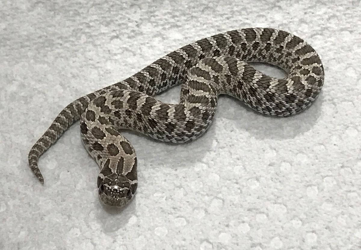 Travis Whisler Reptiles - MorphMarket