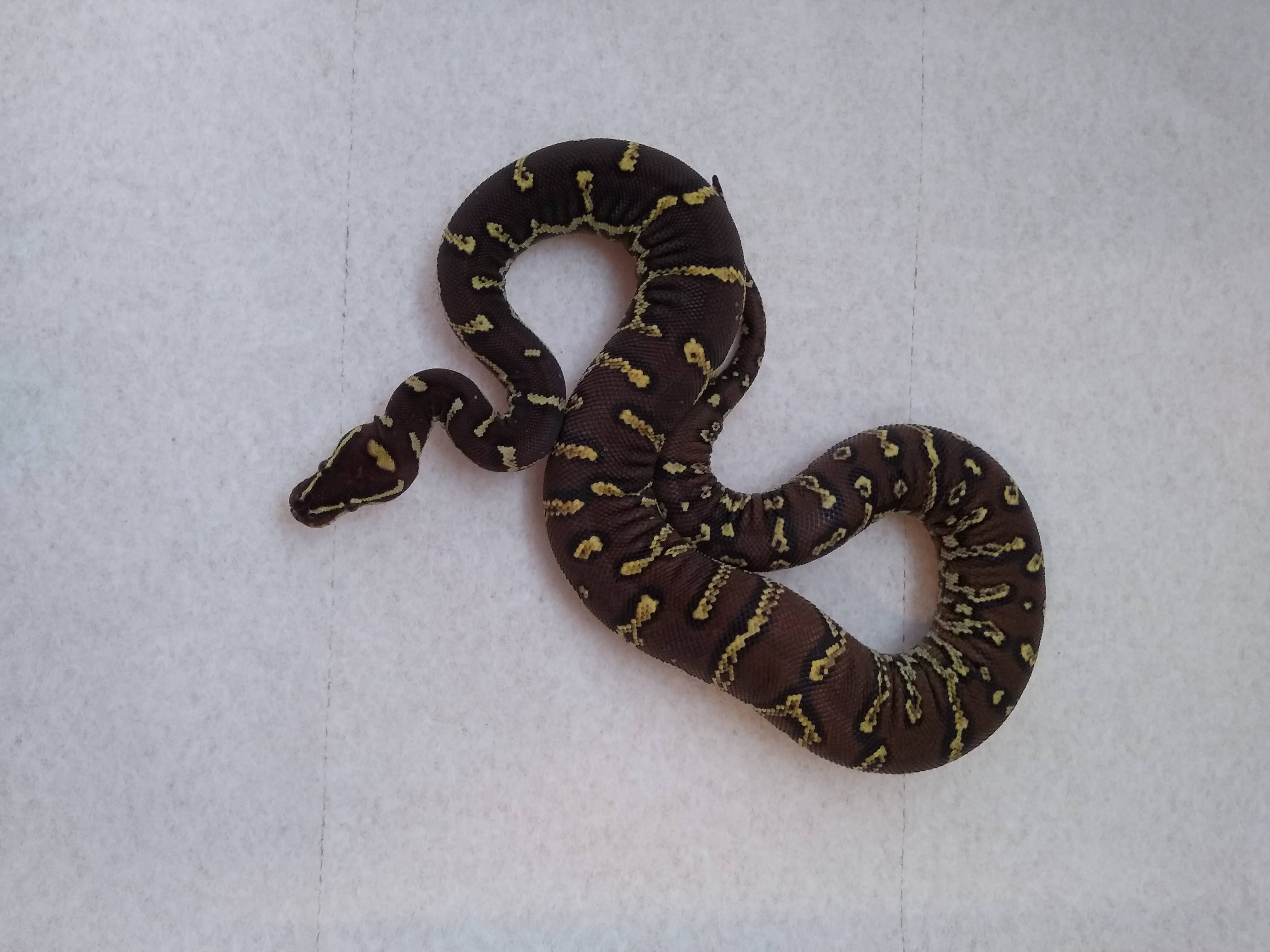 West Ridge Reptiles - MorphMarket