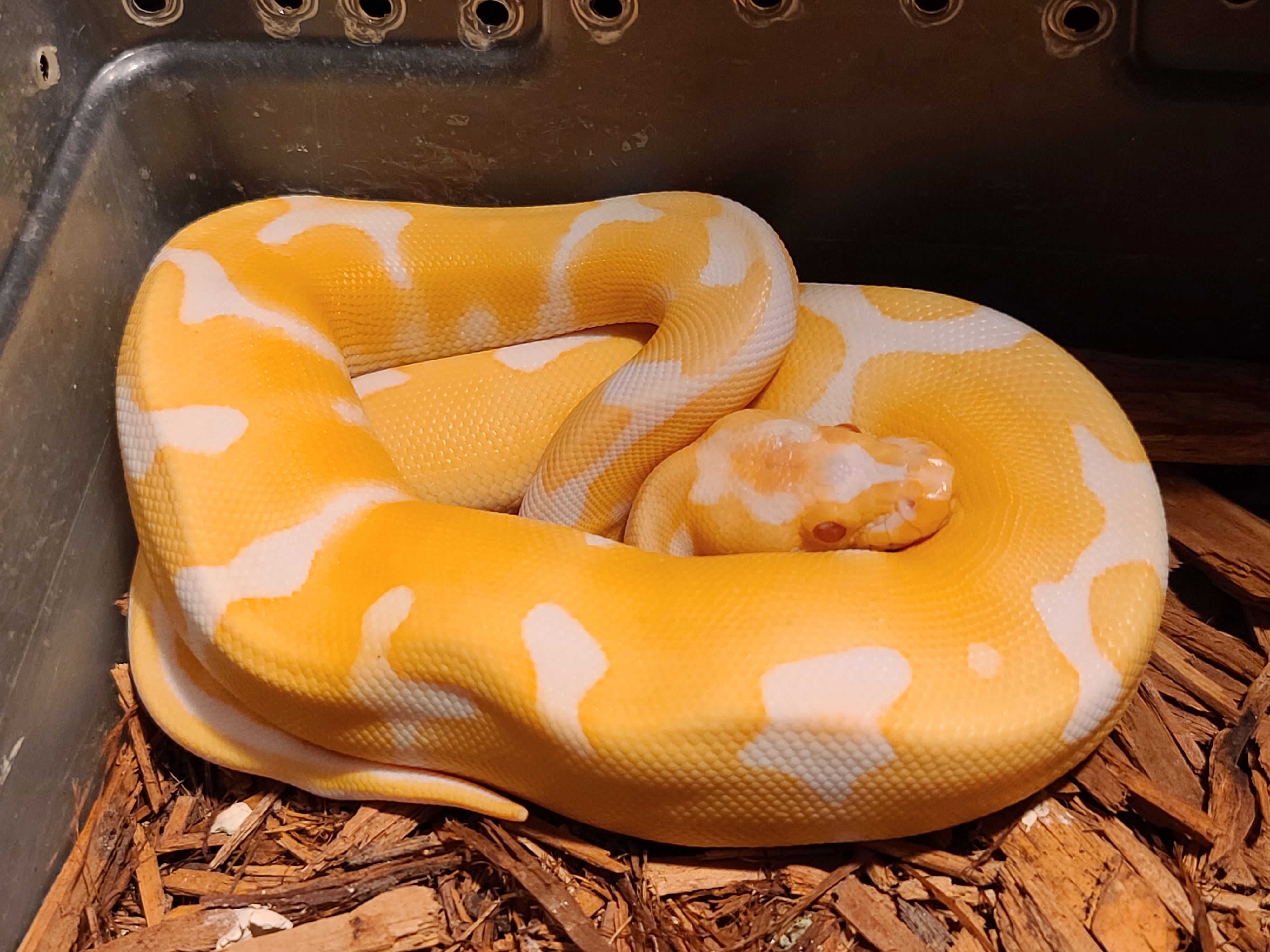 Extraordinary Ectotherms - MorphMarket