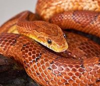 Morphpedia - the Herp Trait Knowledge Base