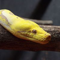 Morphpedia - the Herp Trait Knowledge Base