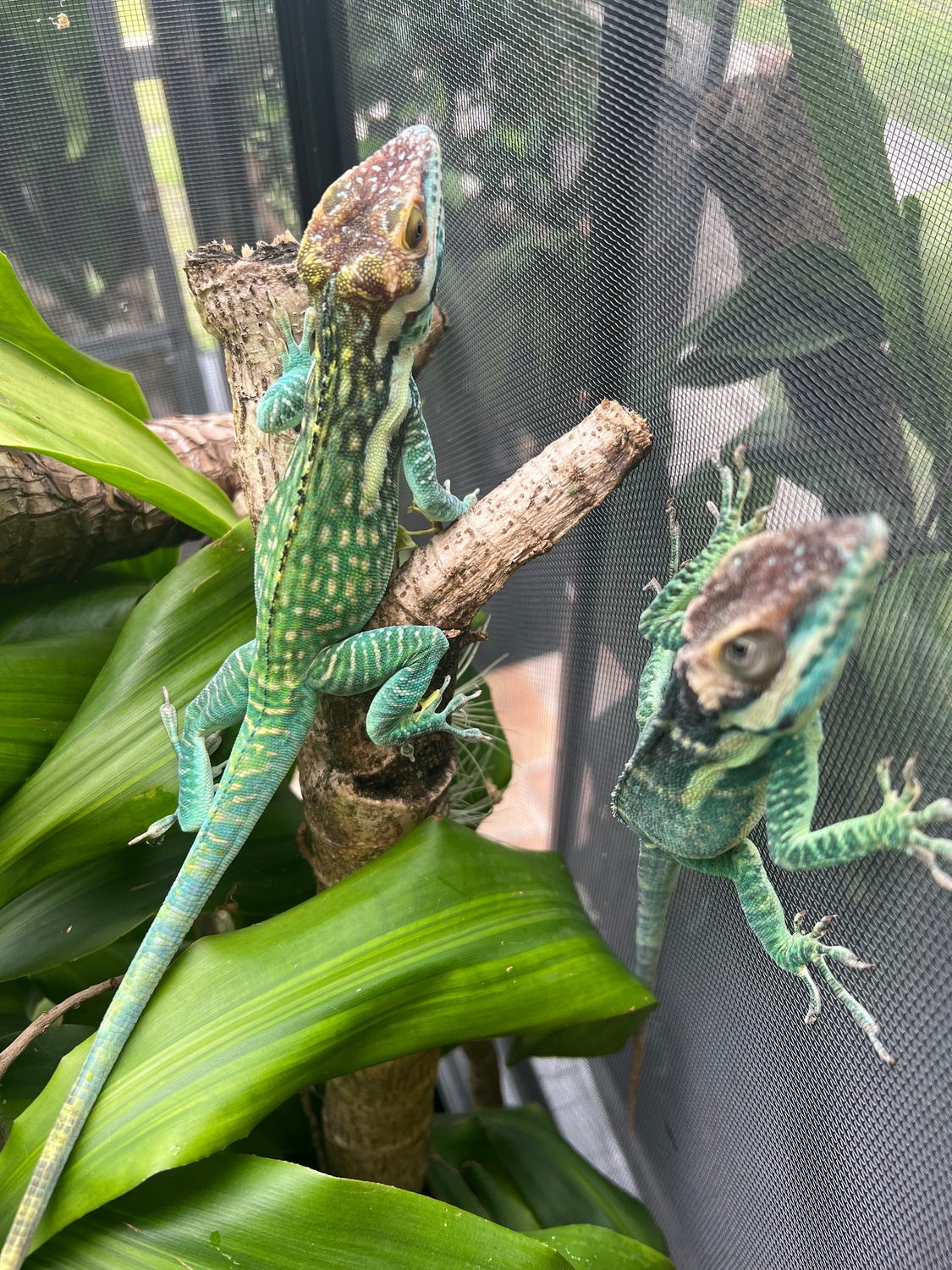 Anolis Smallwoodi Proven Trio Anole by AJ Reptile - MorphMarket