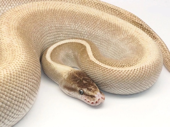Mystic Mojave Ball Python by T's Pythons