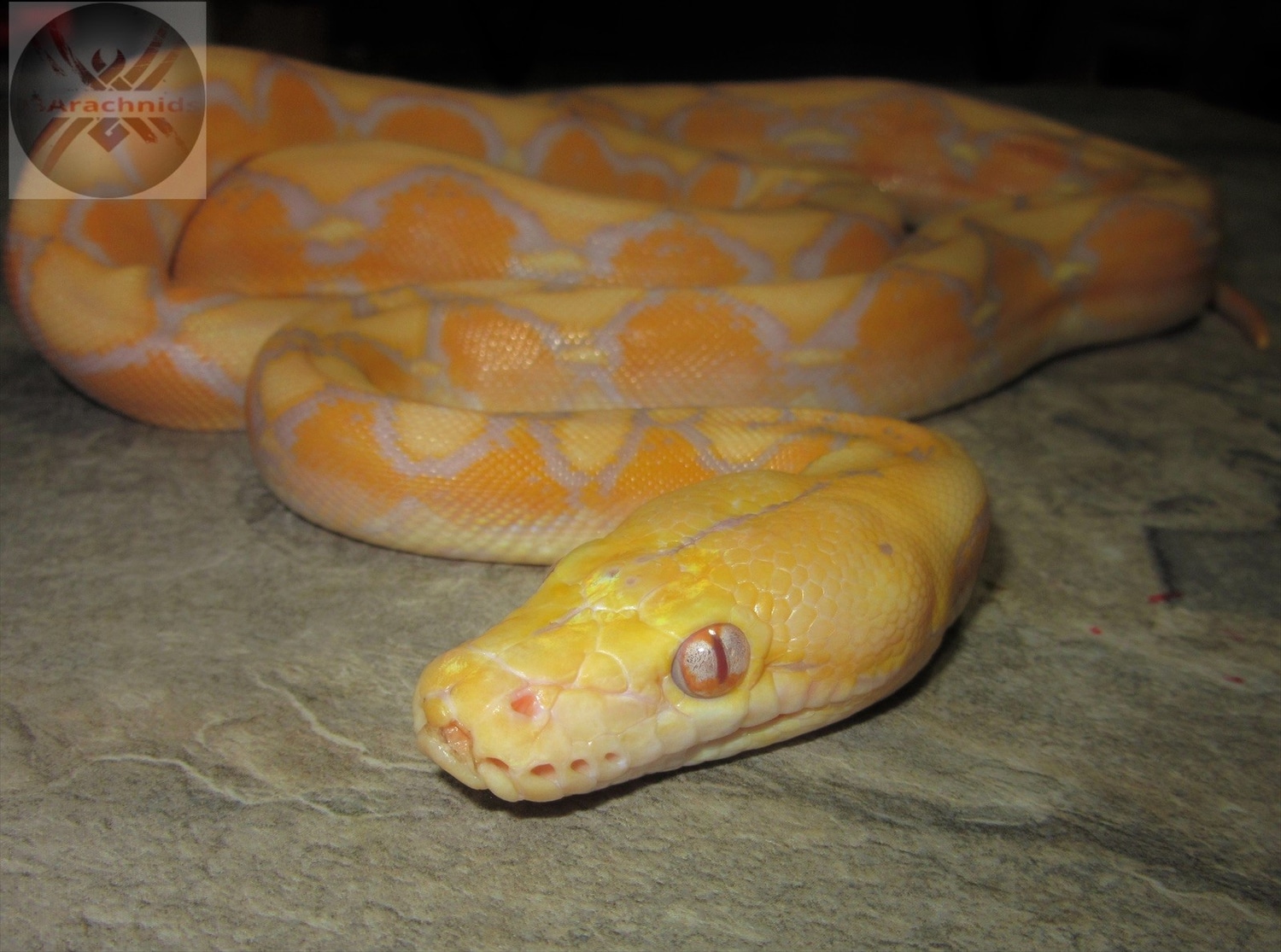 Purple Sunfire Reticulated Python by 03Arachnids - MorphMarket