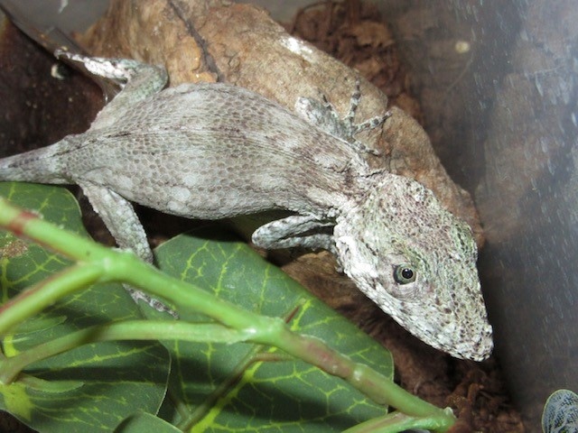 False Chameleon More Gecko by 03Arachnids - MorphMarket