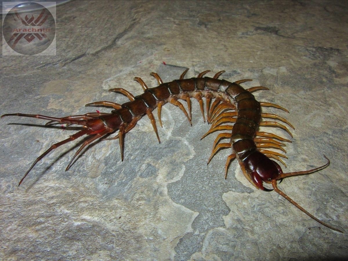 Scolopendra Metuenda "Solomon Island Centipede by 03Arachnids - MorphMarket