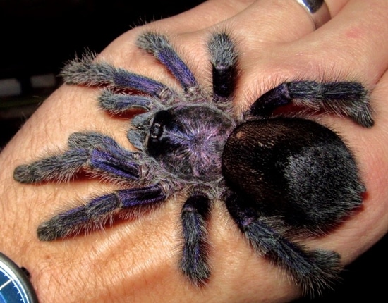Avicularia Purpurea Tarantula by 03Arachnids
