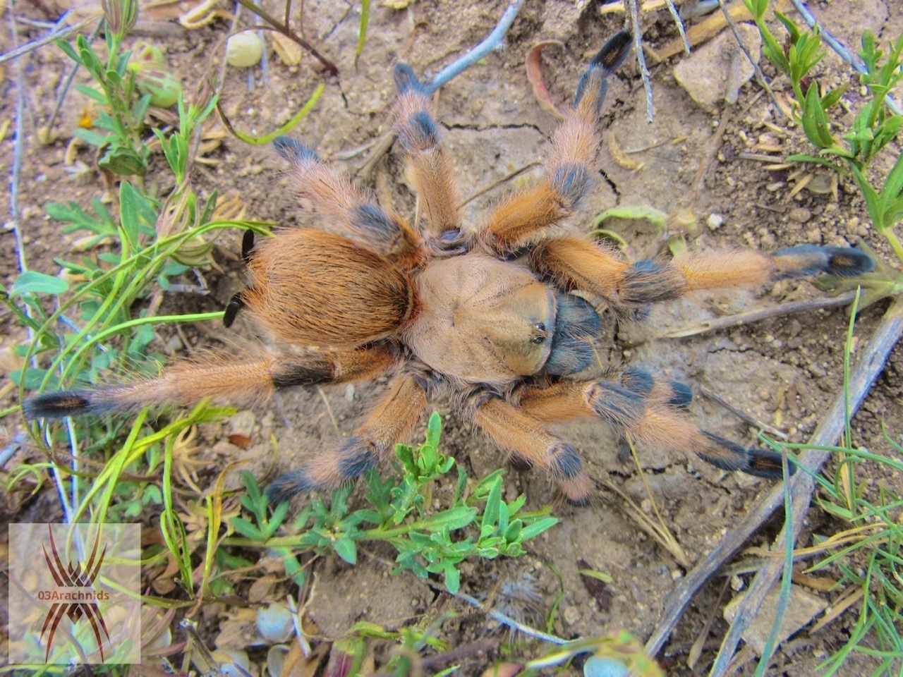 Aphonopelma Moderatum Tarantula by 03Arachnids - MorphMarket