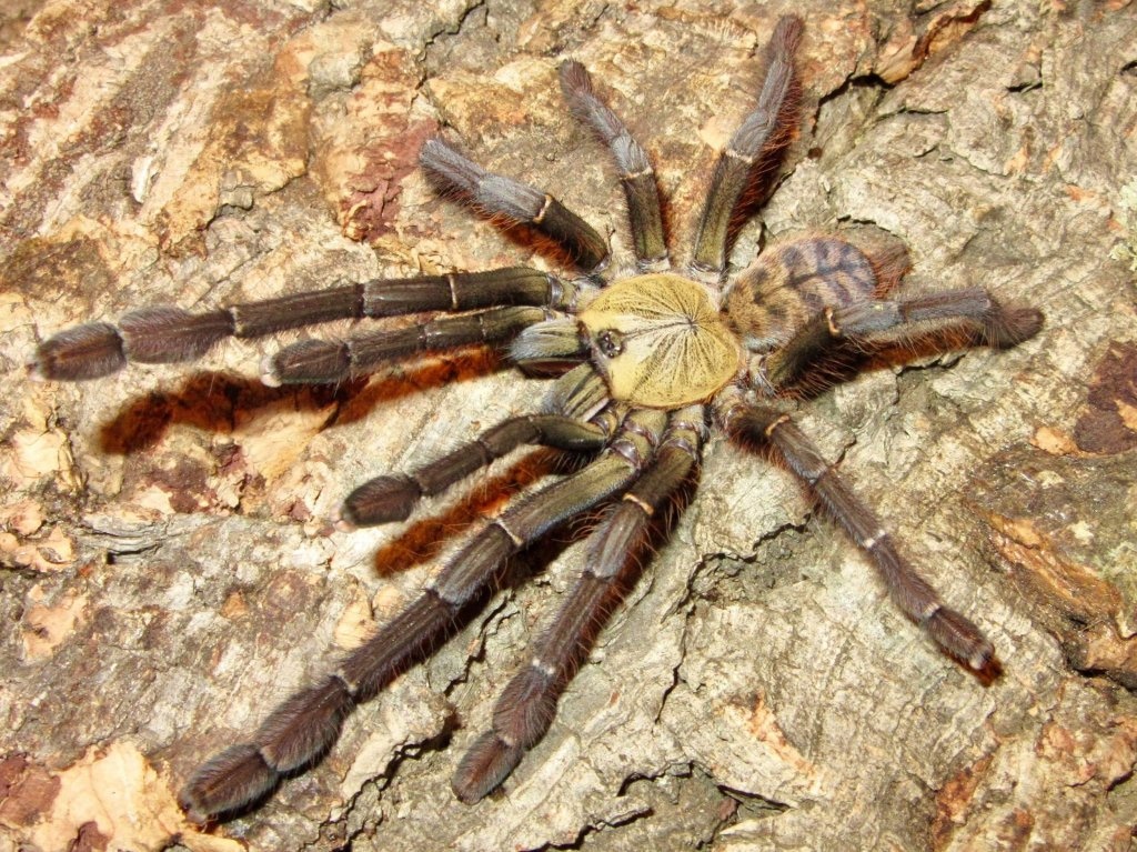 Phormingochilus Sp “Akcaya Tarantula by 03Arachnids - MorphMarket