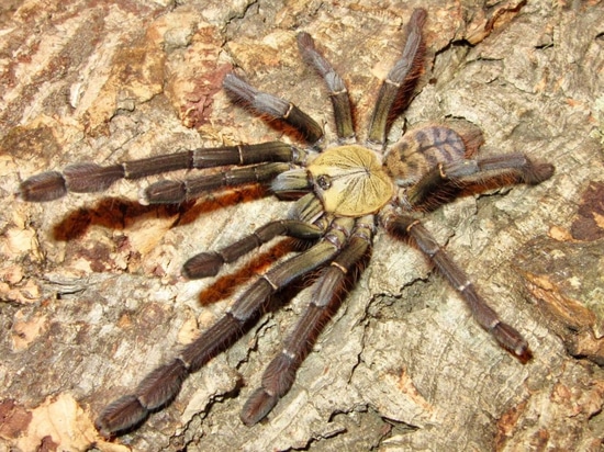 Phormingochilus Sp “Akcaya Tarantula by 03Arachnids