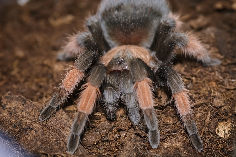 Brachypelma Emilia Tarantula by 03Arachnids - MorphMarket