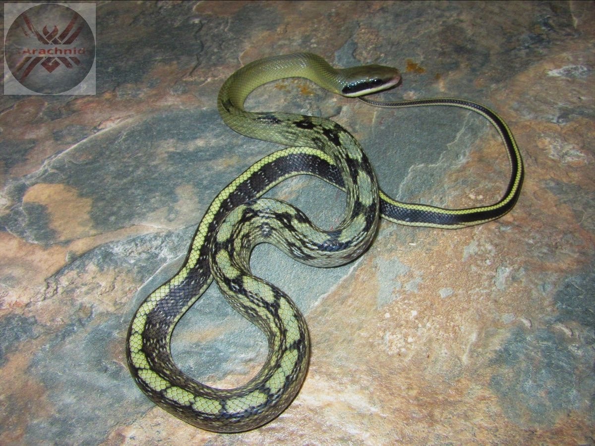 Vietnamese Blue Beauty Rat Snake by 03Arachnids - MorphMarket