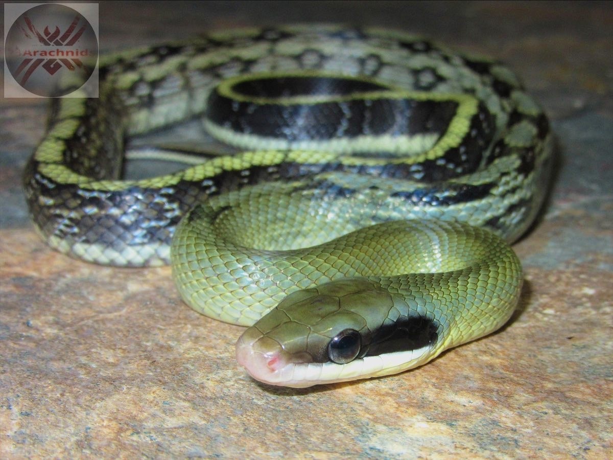 Vietnamese Blue Beauty Rat Snake by 03Arachnids - MorphMarket