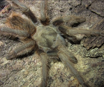 Heteroscodra Maculata (Togo Starburst) Tarantula by 03Arachnids ...