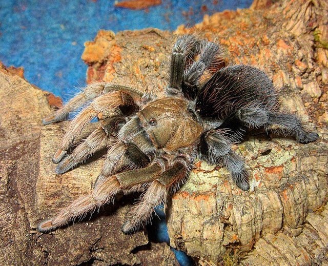 Aphonopelma Sp 'Diamondback Tarantula by 03Arachnids - MorphMarket